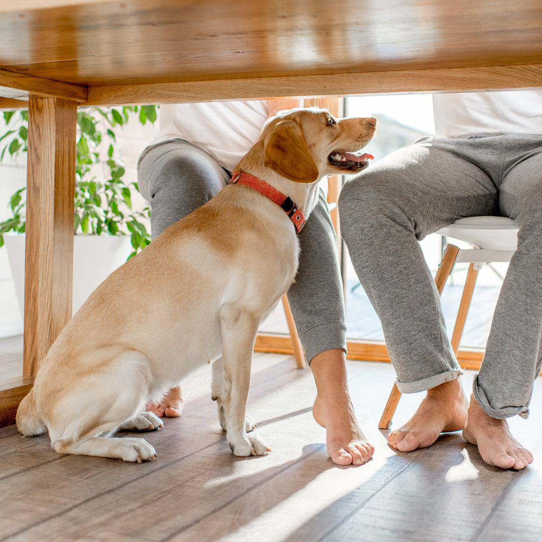 Tradidog Futtertopping für Hunde - Natürlich & Schweizer-Qualität