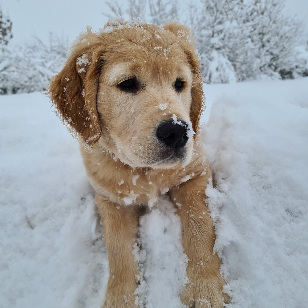 Tradidog - Wer hinter dem Futterzusatz steht
